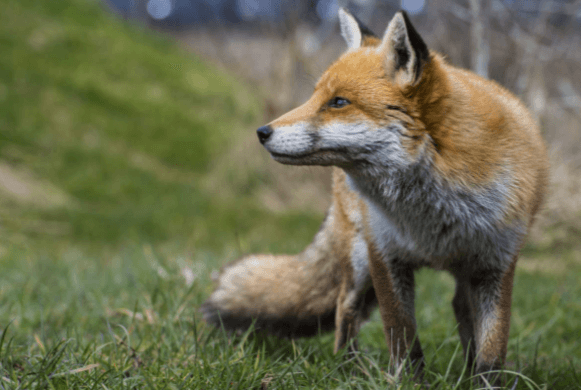 clipart:47mhvqj89ym= fox - The Body Narratives